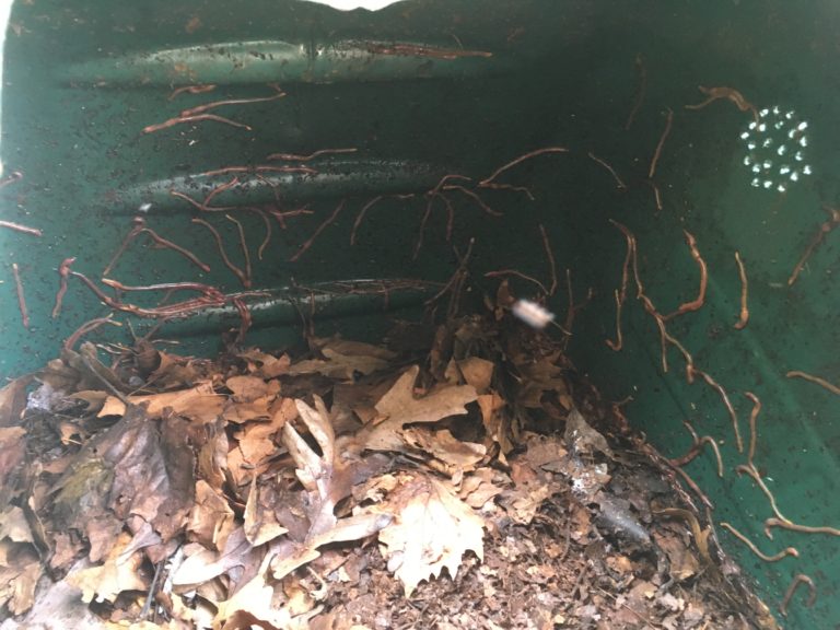 Red Wigglers Make It Easy! – Crazy About Compost